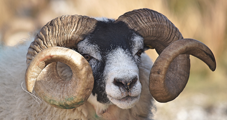 Diary: GDP the Local Bellwether - ShareCafe