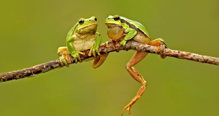 Commodities Corner: Slippery Little Sucker - ShareCafe