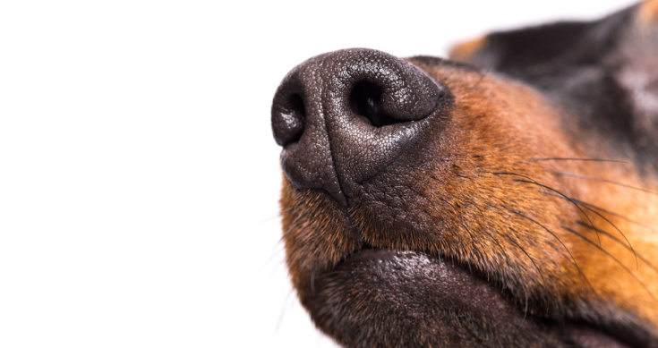 Market Nonplus about Chalice Murmurings - ShareCafe